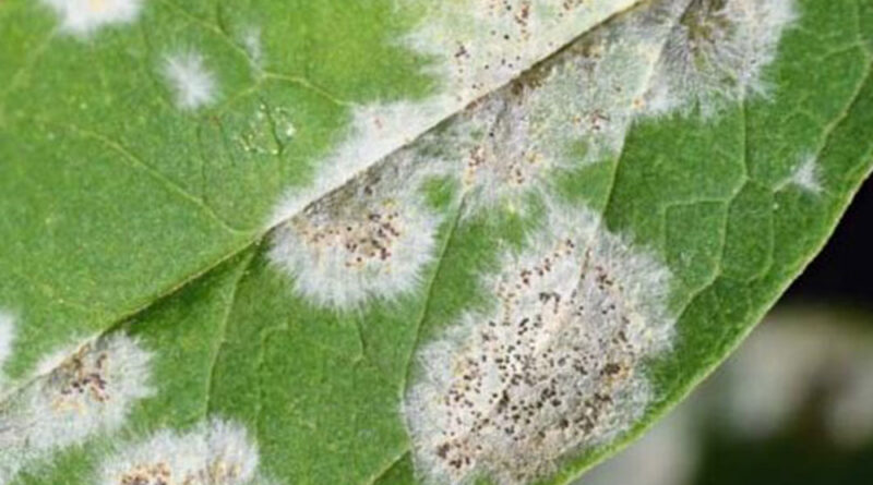 Oídium en arándanos – Agro&exportación